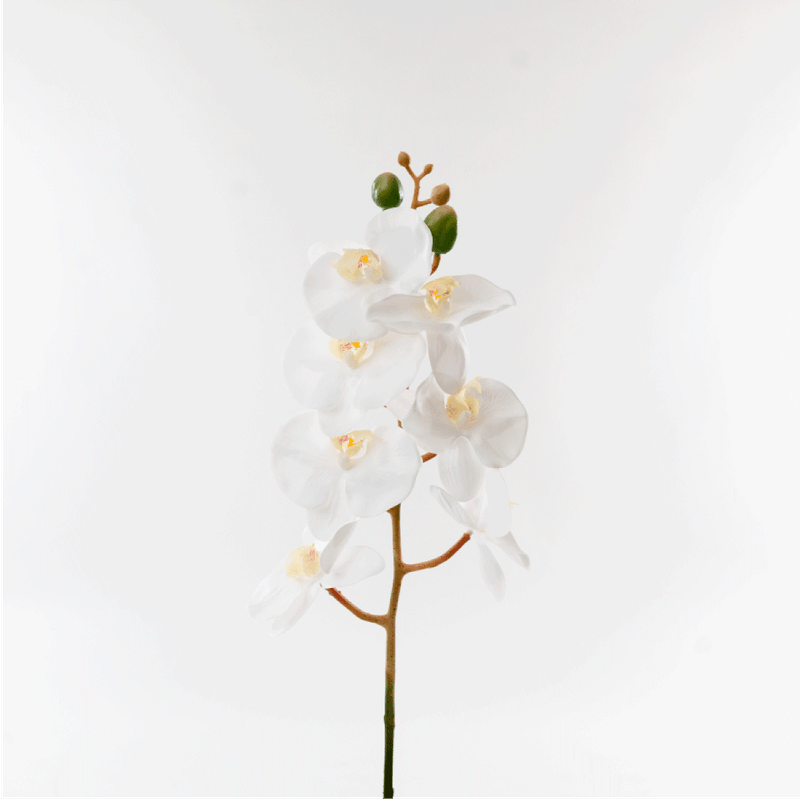 Flor Orquídea Blanca Flor Orquídea Blanca